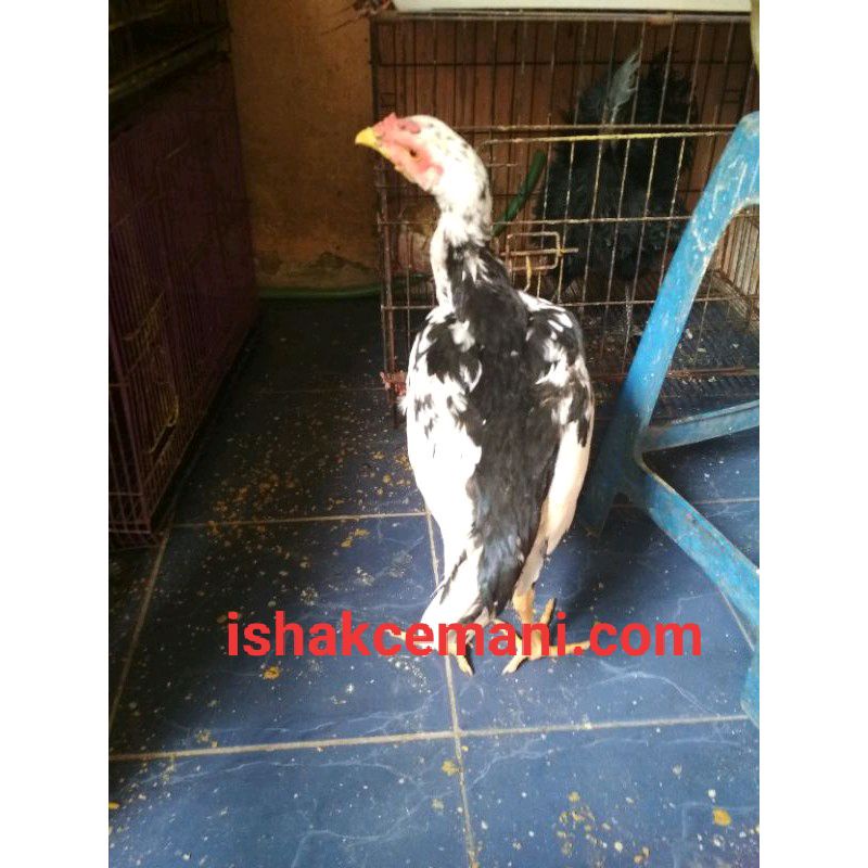Jual Ayam Tulak Remaja Murah Harganya !!! Wajib Baca Diskripsi | Shopee ...