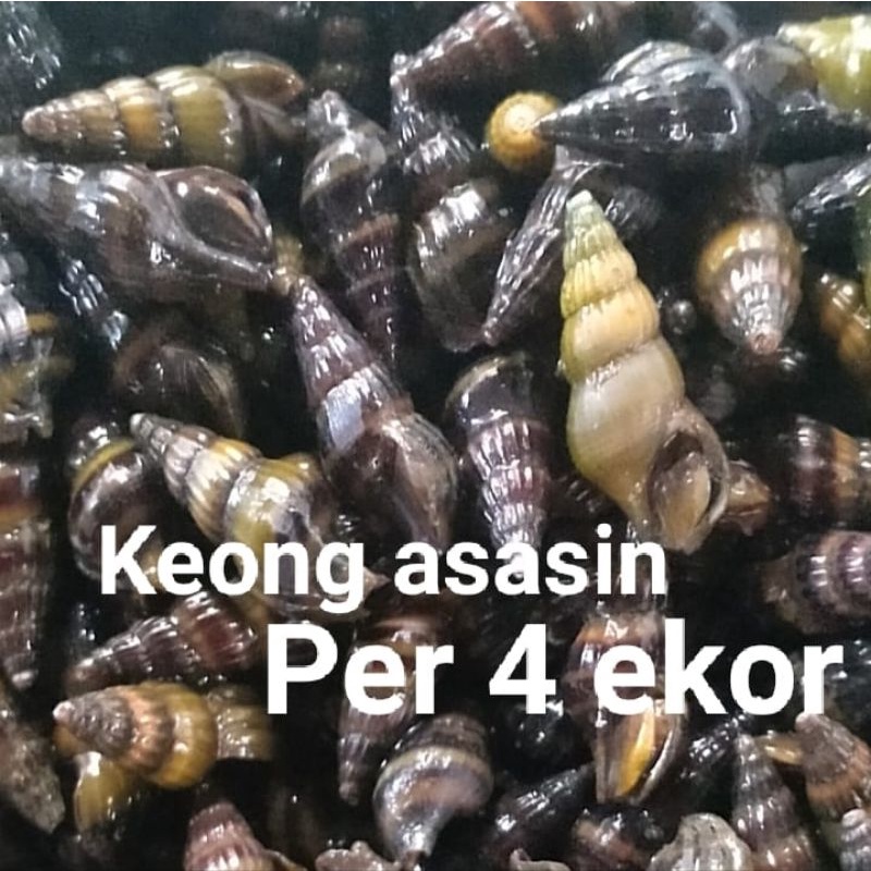 Jual keong asasin per 4 ekor, pemakan keong hama di aquarium aquascape ...
