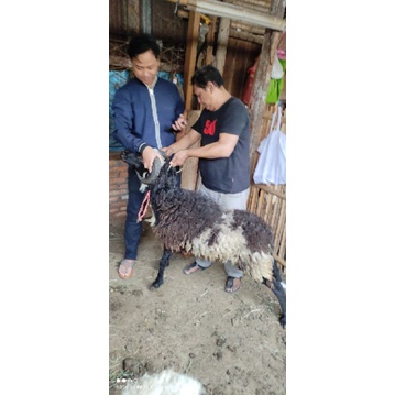 Jual kambing qurban super jumbo | Shopee Indonesia