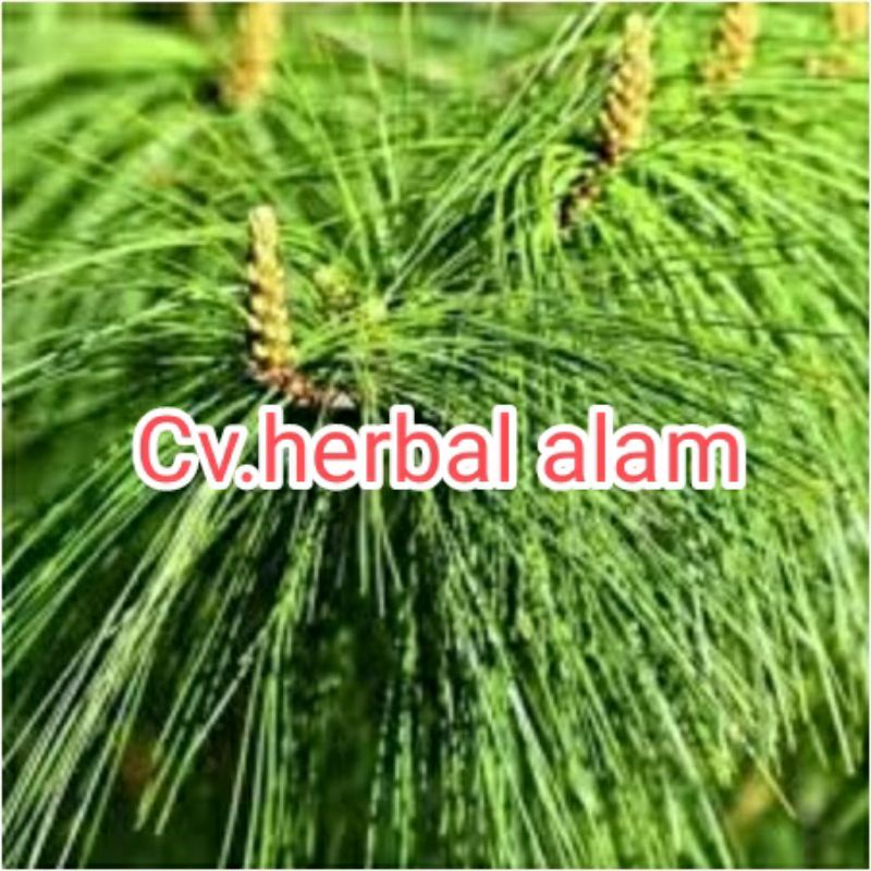Jual Daun pinus segar 250 gram baru petik | Shopee Indonesia