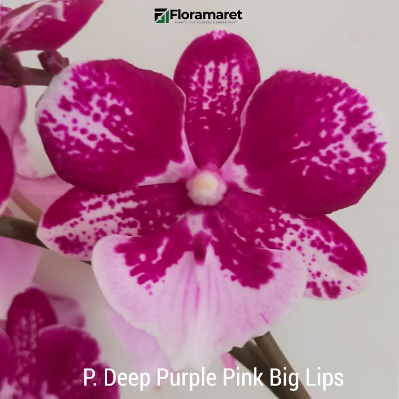 Jual Anggrek Bulan Taiwan Berbunga Deep Purple Pink Big Lips | Shopee ...