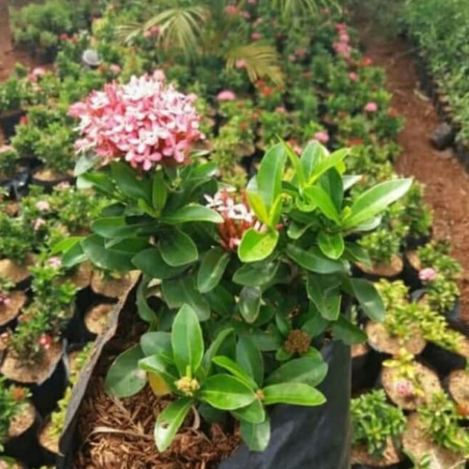 Jual MUST HAVE!! PAKET 20 POHON ASOKA JABON BUNGA FINK. TANAMAN HIAS ...