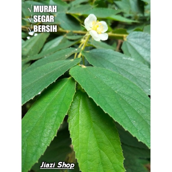 Jual DAUN CERI|KERSAN FRES 200g | Shopee Indonesia