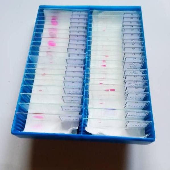 Jual Preparat Sel Hewan Kering Awetan Zoologi Mikroskop | Shopee Indonesia