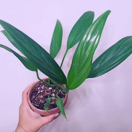 Jual tanaman hiasa epipremnum amplisimmum | Shopee Indonesia