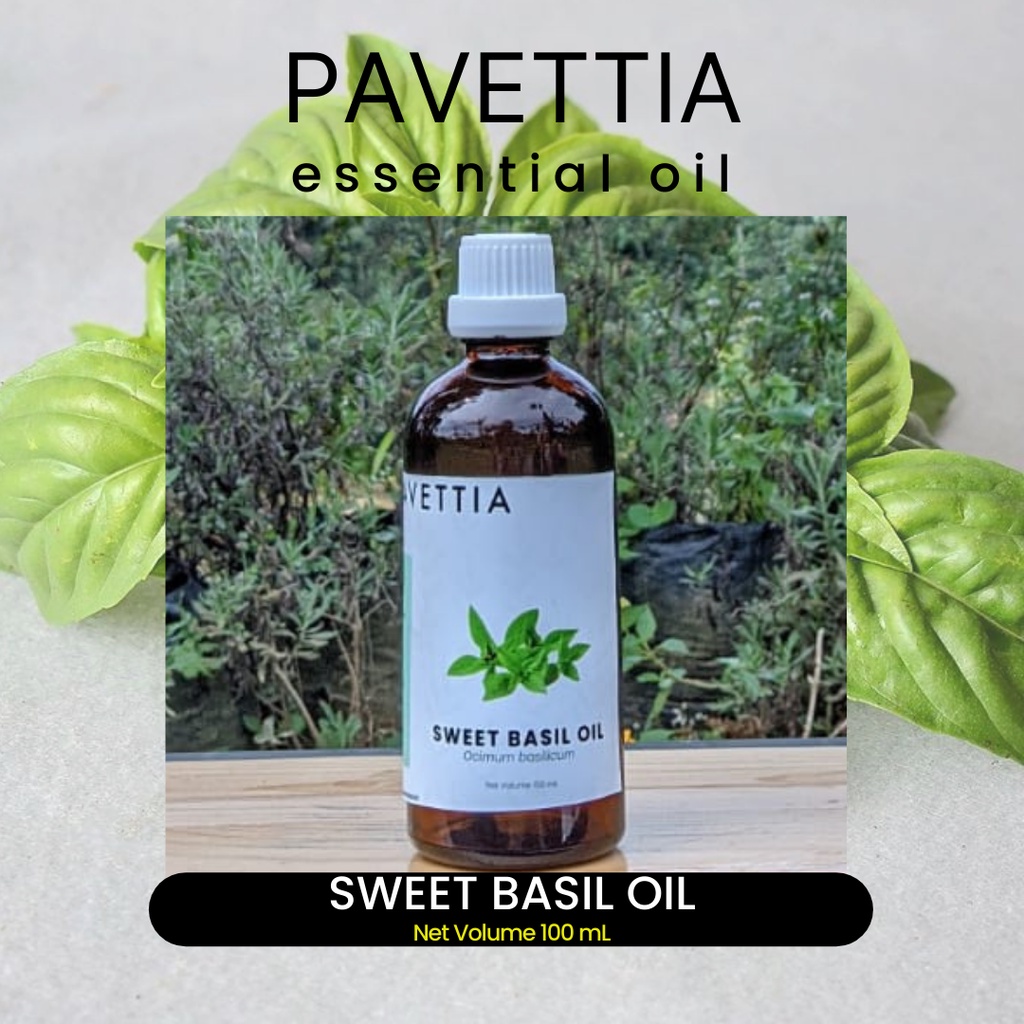 Jual 100 ml - Sweet basil essential oil / minyak atsiri selasih (Ocimum ... Jual 100 ml - Sweet basil essential oil / minyak atsiri selasih (Ocimum ...