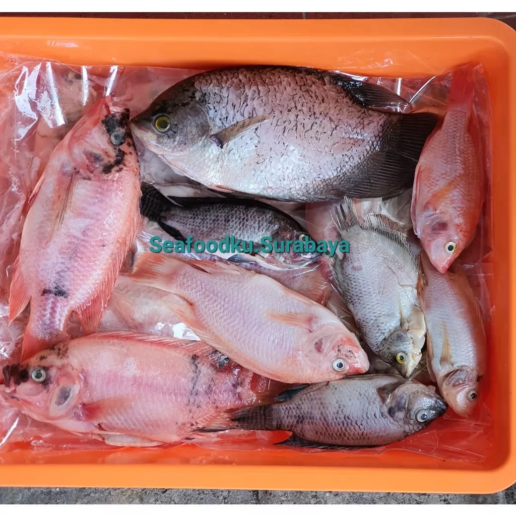 Jual IKAN GURAMI GURAME BEKU FROZEN BERSIH 1 Kg MUJAER MUJAIR NILA ...