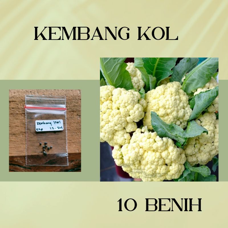 Jual 10 biji benih kembang kol putih | Shopee Indonesia