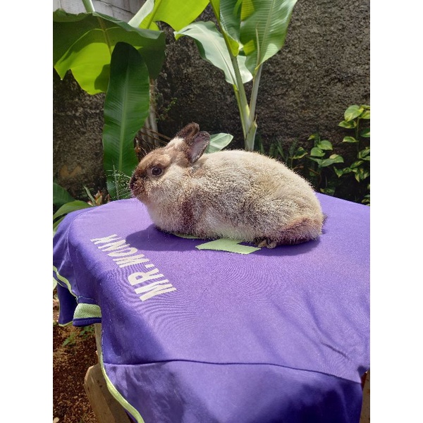 Jual Kelinci hias mini Netherland Dwarf-ND betina dewasa (1). | Shopee ...