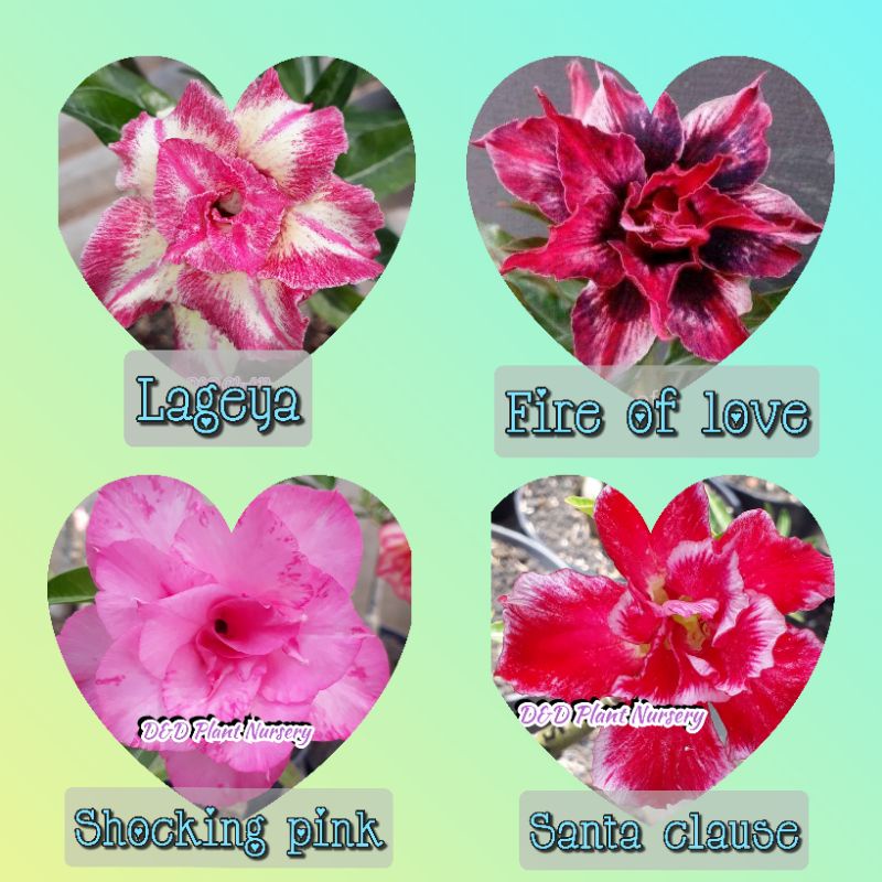 Jual adenium bunga tumpuk(paket 4 warna) | Shopee Indonesia