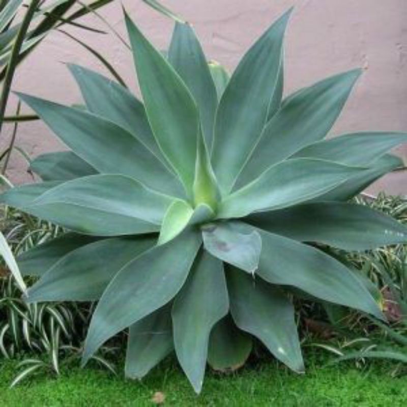 Jual Tanaman siklok cerah dan segar | Shopee Indonesia