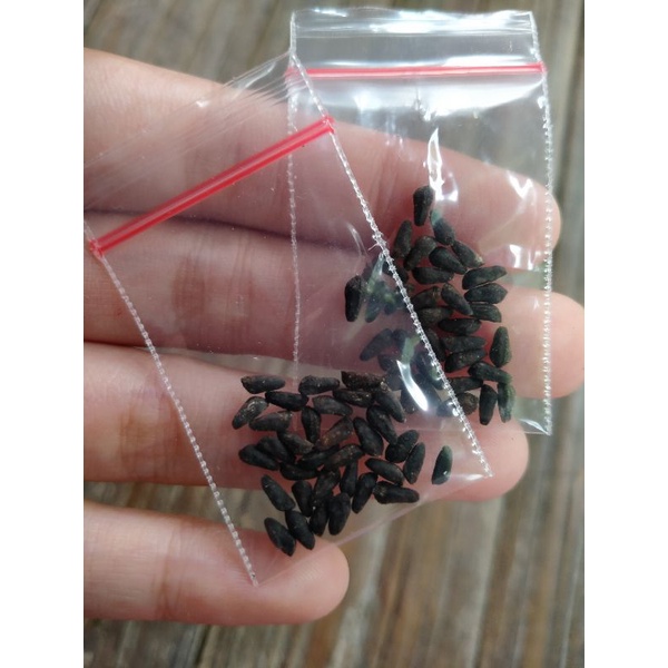 Jual 30 benih bunga hutan songgo langit merambat | Shopee Indonesia