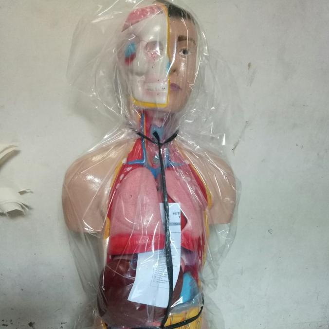 Jual Alat Peraga Anatomi Torso Pria Tinggi 90 Cm Torso Laki Laki ...