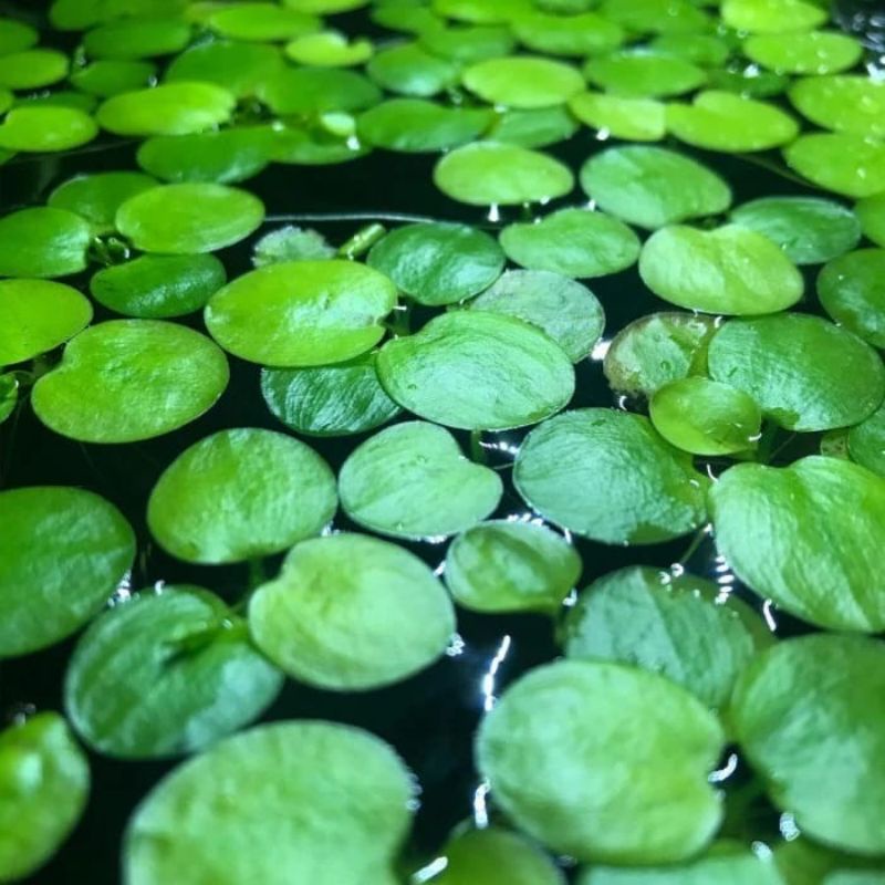 Jual Amazon frogbit tanaman aquascape aquarium | Shopee Indonesia