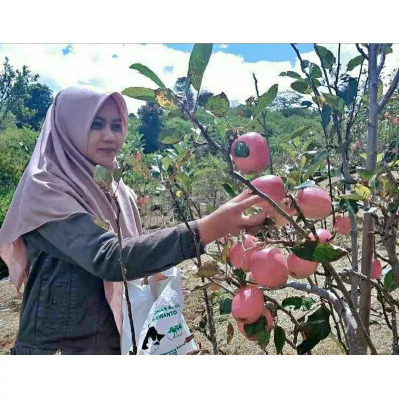 Jual bibit apel fuji siap berbuah bisa di tanam dan berbuah di dalam ...
