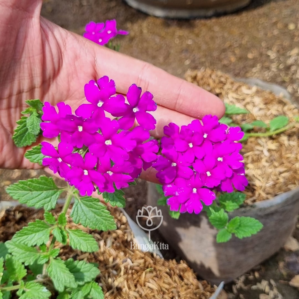 Jual BUNGA VERBENA X HYBRIDA UNGU | Shopee Indonesia