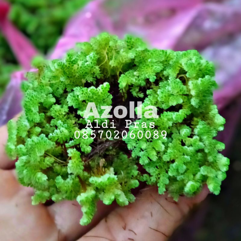 Jual BIBIT AZOLLA SUPER/ AZOLLA MICROPHYLA/PAKAN ALTERNATIF | Shopee Indonesia
