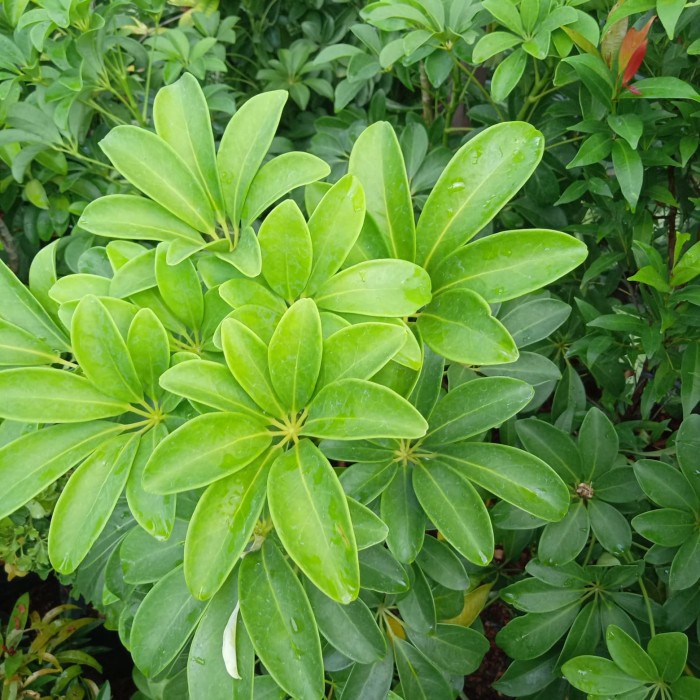 Jual tanaman Walisongo ijo daun kecil tinggi 50cm | Shopee Indonesia