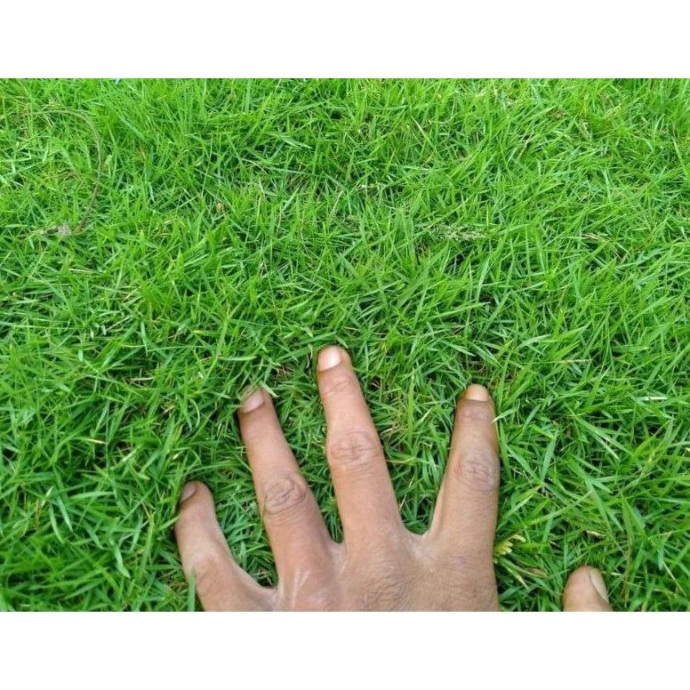 Jual Modern.. RUMPUT TAMAN JEPANG 1 METER PERSEGI 36 | Shopee Indonesia