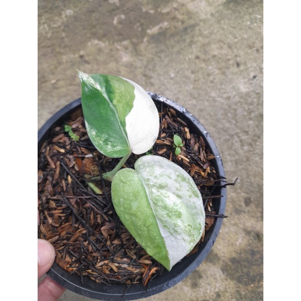 Jual scindapsus mangurai varigata | Shopee Indonesia