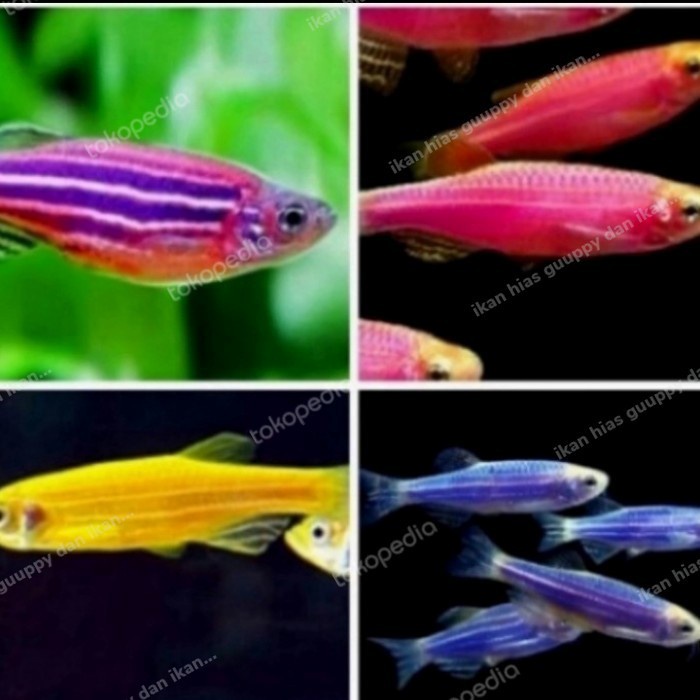 Jual Ikan Hias Danio Zebra Zebra Fish Air Tawar Aquarium Aquascape ...