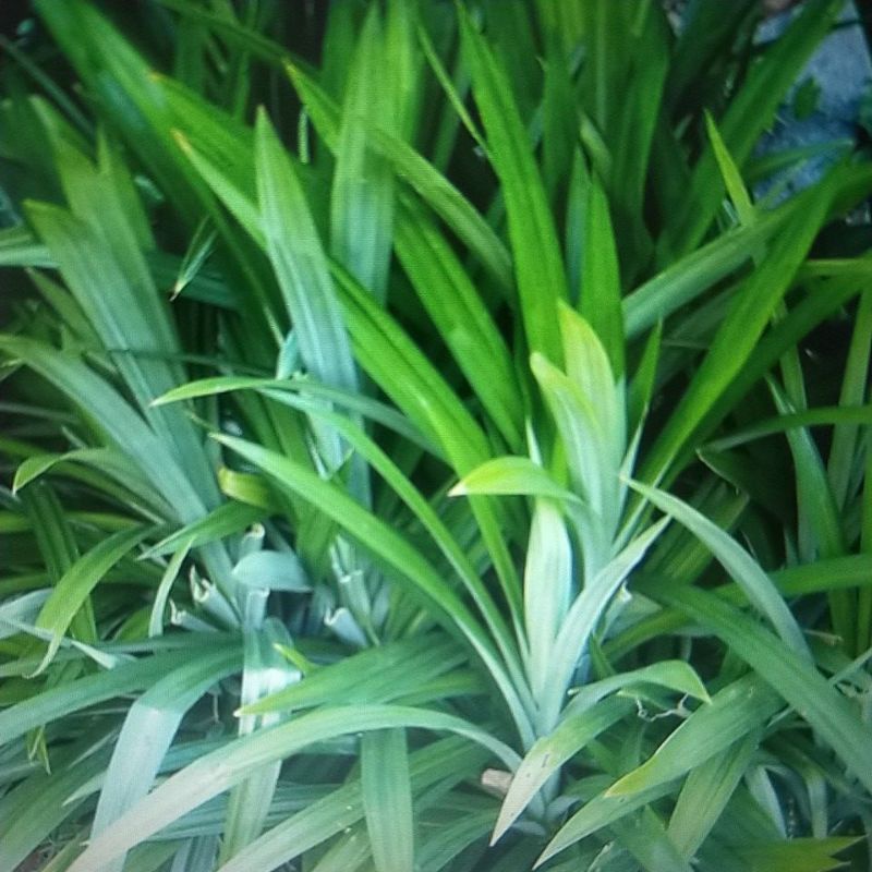 Jual Organik Daun Pandan / Pandan Leaves (10 Lembar) | Shopee Indonesia