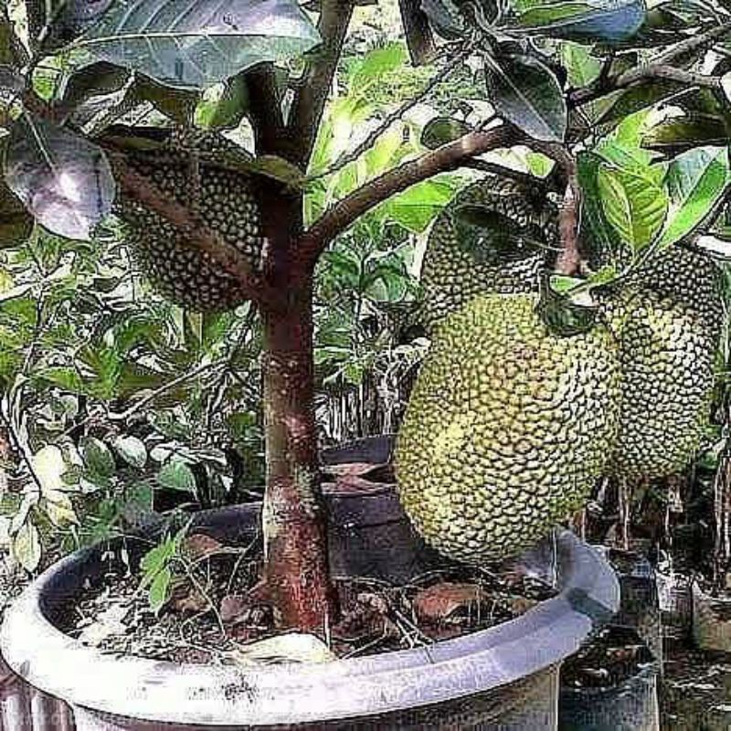 Jual Bibit Tanaman Buah Nangka Mini (Dwarf Jackfruit) | Shopee Indonesia