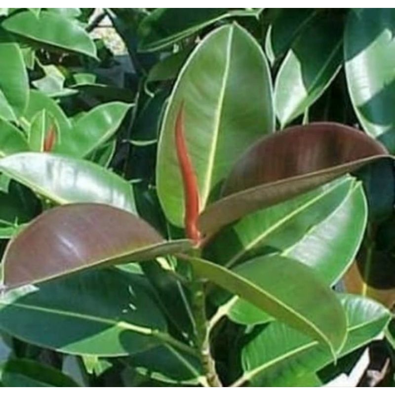 Jual Daun karet kebo segar 10 lembar | Shopee Indonesia