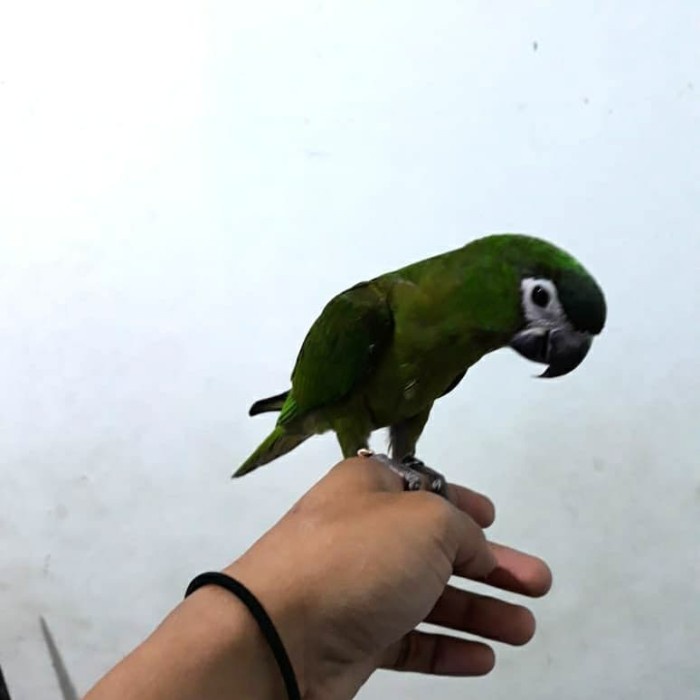 Jual Hans Macaw Jinak | Shopee Indonesia