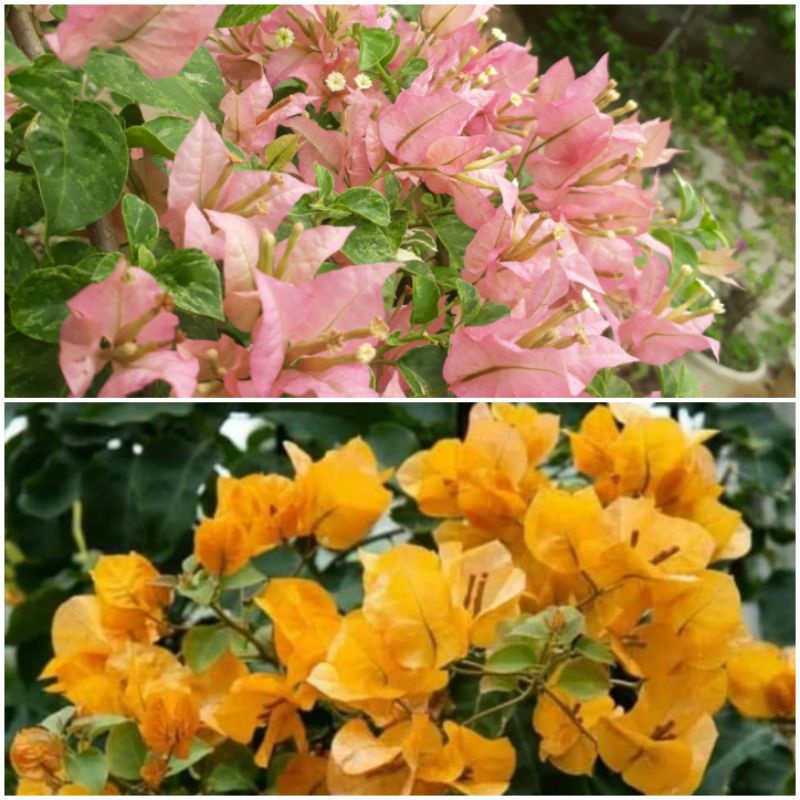 Jual BOUGENVILLE 2 WARNA DALAM 1 POHON RANDOM | Shopee Indonesia