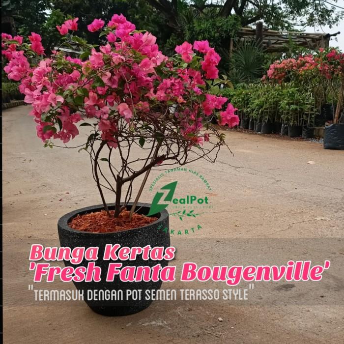 Jual Best Seller Tanaman Bunga Kertas Bougenville Merah Fanta Ukuran