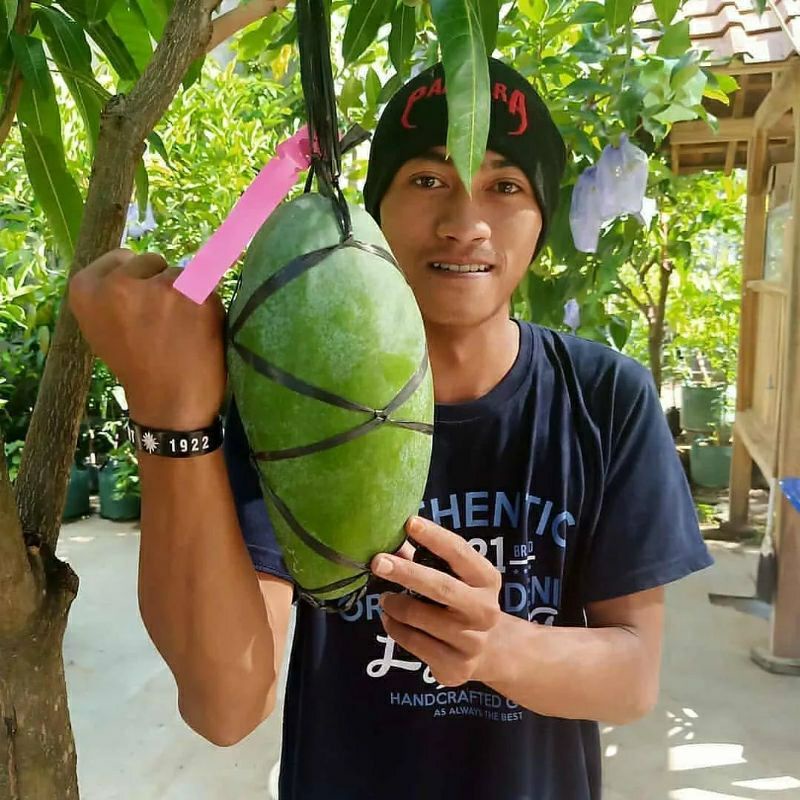 Jual bibit tanaman buah mangga kiojay super unggul bisa di tanam dan ...