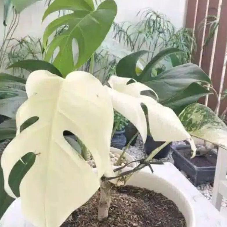 Jual Populer Bongolan Monstera King Variegata Erp | Shopee Indonesia