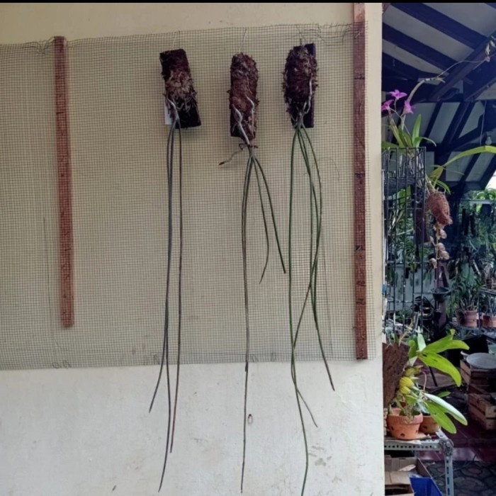 Jual FLASH SALE!!! ANGGREK PARAPHALAENOPSIS LABUKENSIS . PLANT ORIGINAL ...