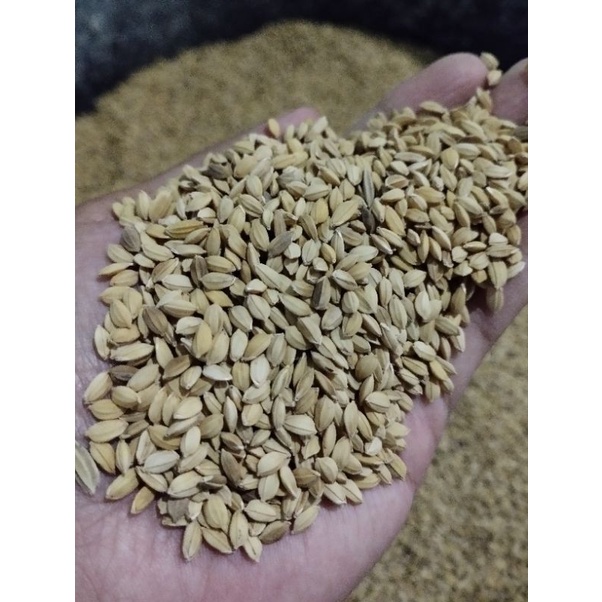 Jual Gabah bangkok ori dari petani | Shopee Indonesia