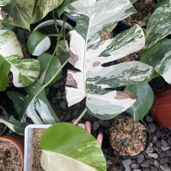 Jual BARU !!! Monstera variegata / monvar / varigata white tiger marble ...