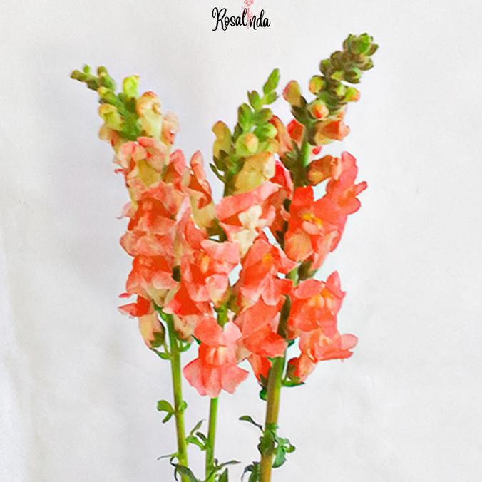 Jual New Bunga Snapdragon / Bunga Potong Segar | Shopee Indonesia