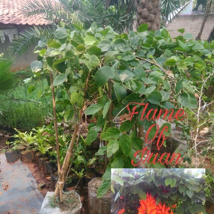 Jual BARU !!! Flame Of Irian atau Bunga Api Irian atau Red Jade Vine ...