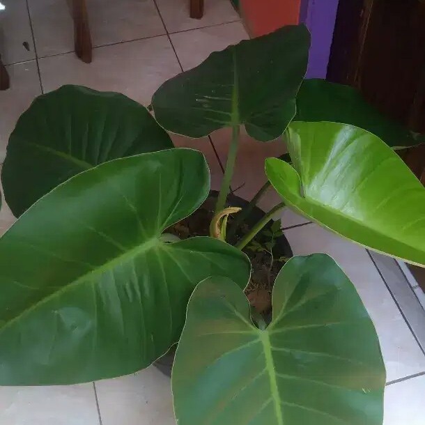 Jual tanaman hias philodendron green emerald philo | Shopee Indonesia
