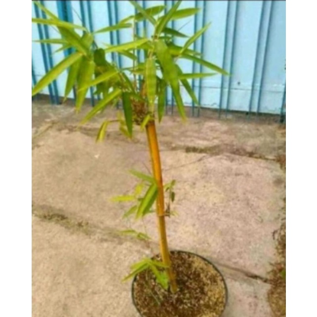 Jual BINIT BAMBU KUNING ASLI .BUAT DITANAM DI POT ATAU DI PERKEBUNAN ...