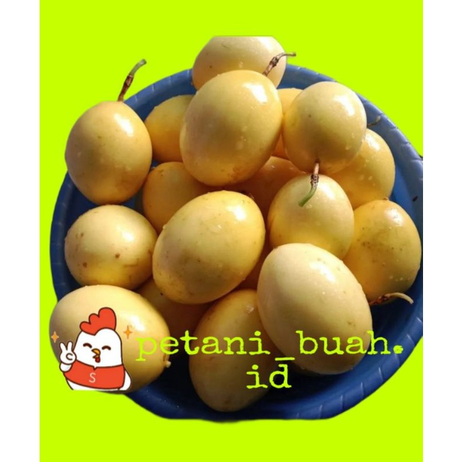 Jual buah markisa kuning 1 kg | Shopee Indonesia