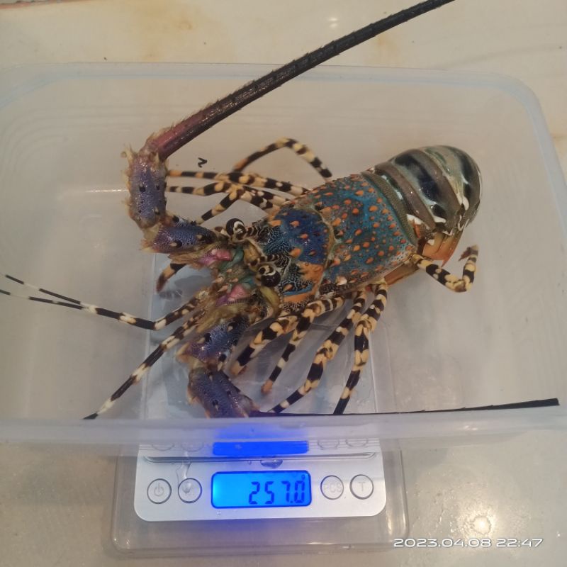 Jual Udang Lobster Air Laut Jenis Mutiara Size 250g | Shopee Indonesia