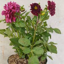 Jual BIBIT BUNGA DAHLIA BERBUNGA | Shopee Indonesia