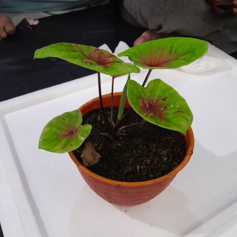 Jual Caladium Mangkuk Kuning ( Hybrid Double Leaf) | Shopee Indonesia