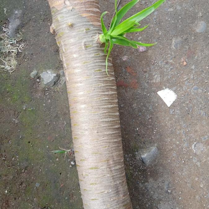 Jual BIBIT/BONGGOLAN PANDAN BALI BESAR 30cm | Shopee Indonesia