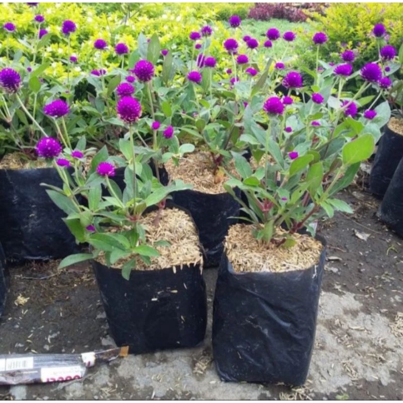 Jual Tanaman hias bunga kancing ungu | Shopee Indonesia