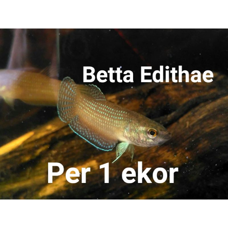 Jual Betta edithae per 1 ekor, ikan hias air tawar aquarium aquascape ...