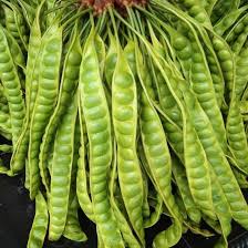 Jual pete petai tua isi 15 papan | Shopee Indonesia