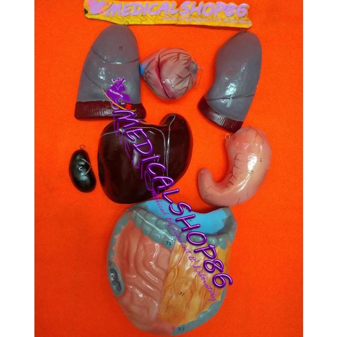 Jual Torso Pria. Torso Laki-Laki. Anatomi Pria - Alat Peraga Biologi ...