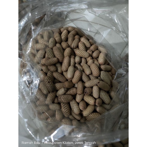 Jual BIJI ROTAN OVAL KILOAN | Shopee Indonesia